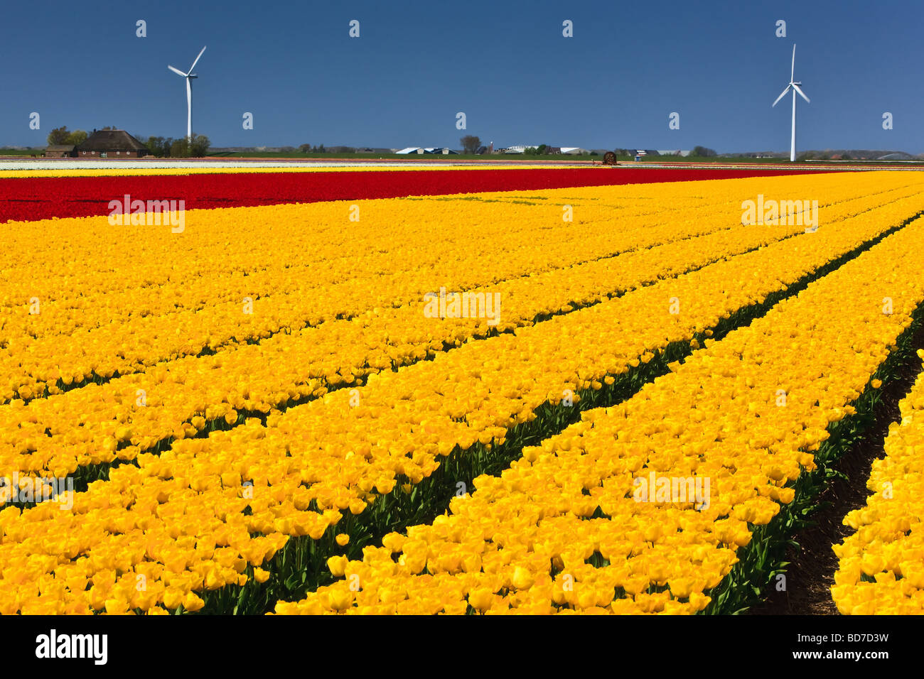Cliche holland hi-res stock photography and images - Alamy