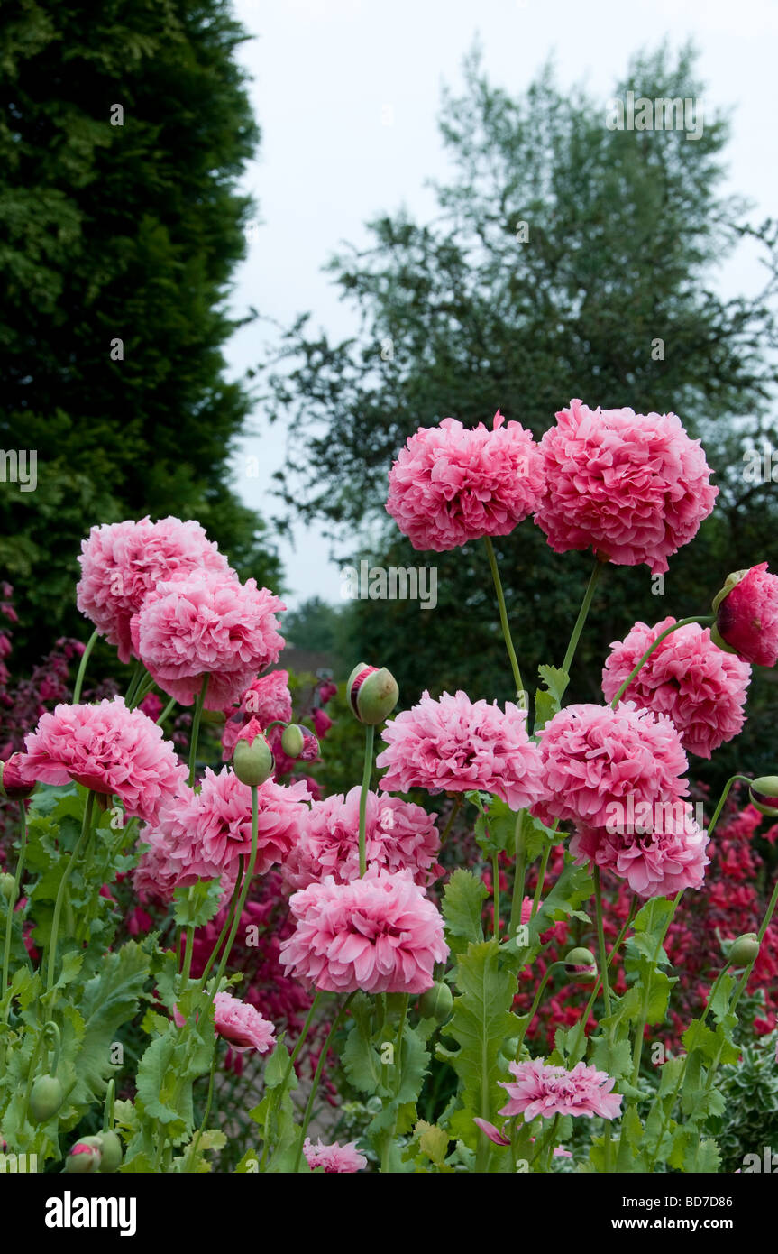Peony poppy - Double pink poppies Stock Photo - Alamy