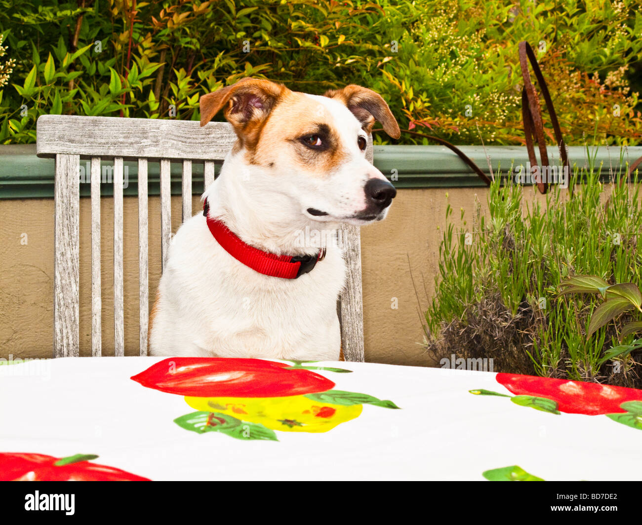 Dog at the table Stock Photo - Alamy
