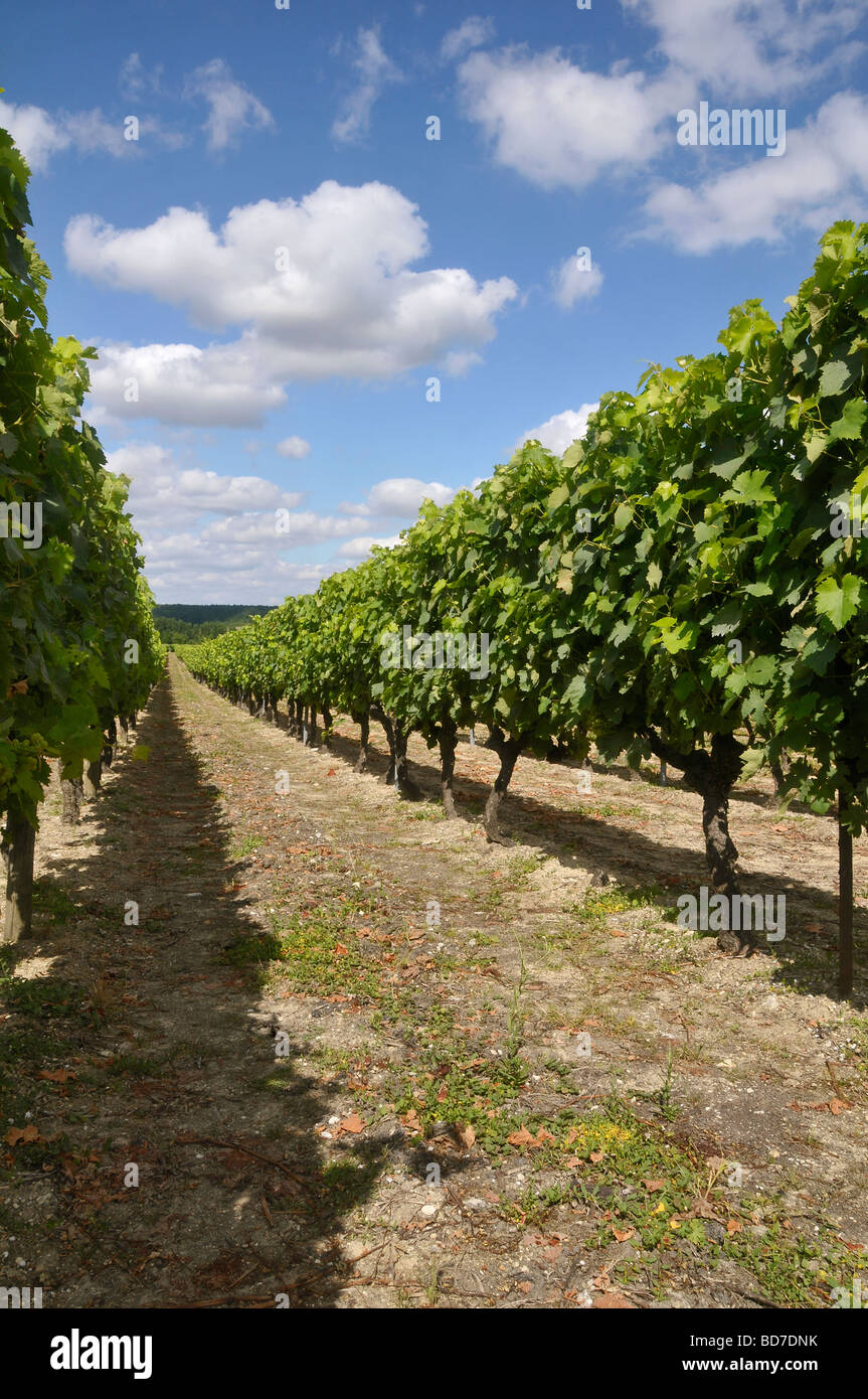 Vineyard vertical rows vines hi-res stock photography and images - Alamy