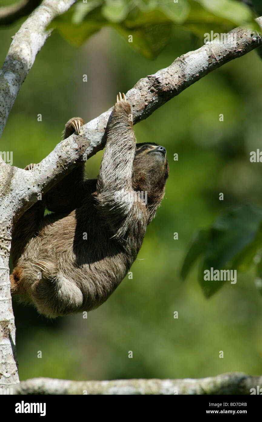 Three-toed Sloth, Bradypus variegatus, in the 265 hectares rainforest ...