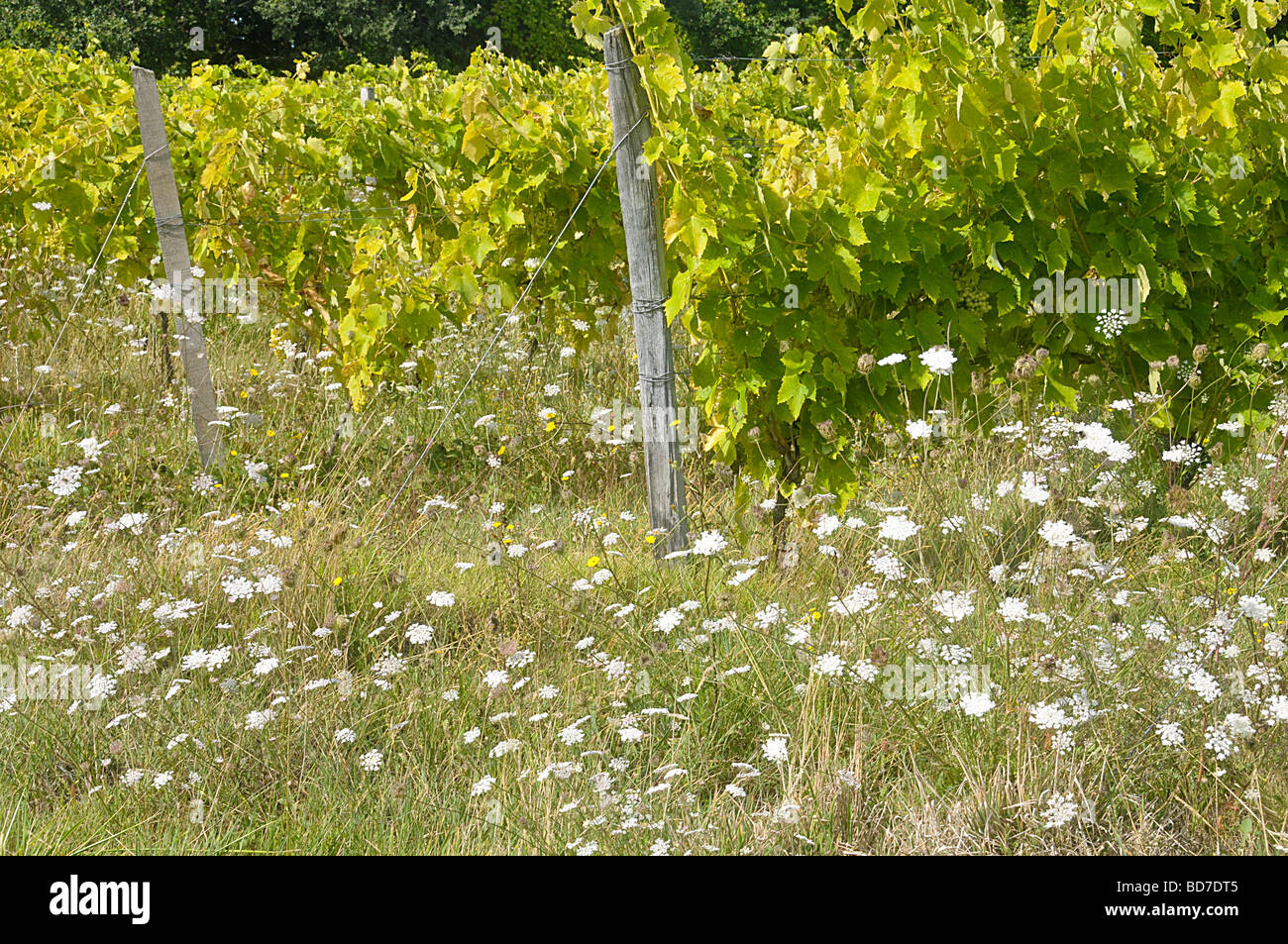 Vineyard with wild flowers, France Stock Photo - Alamy