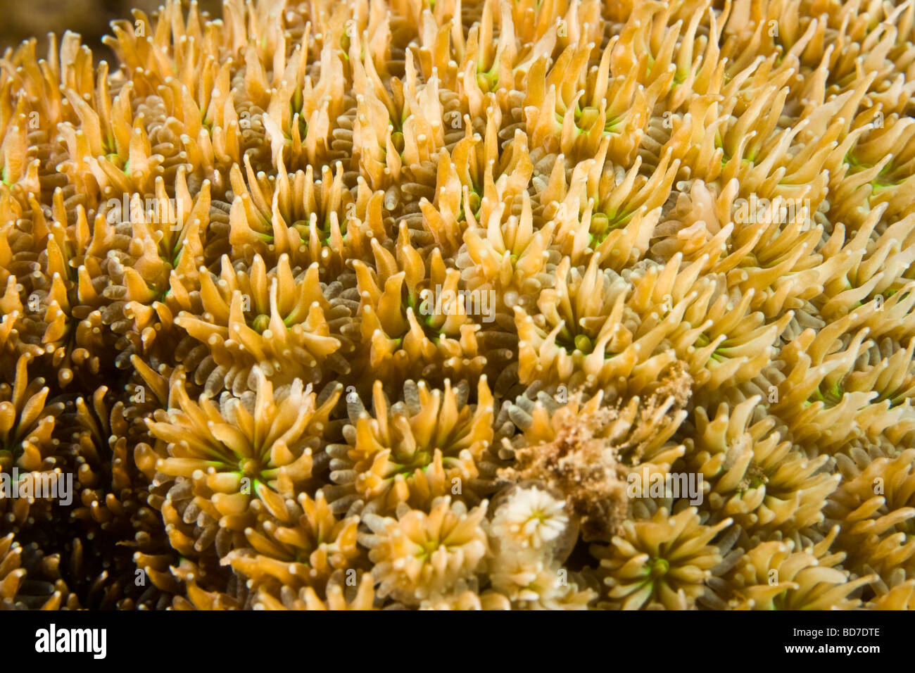 Coral polyps hi-res stock photography and images - Alamy