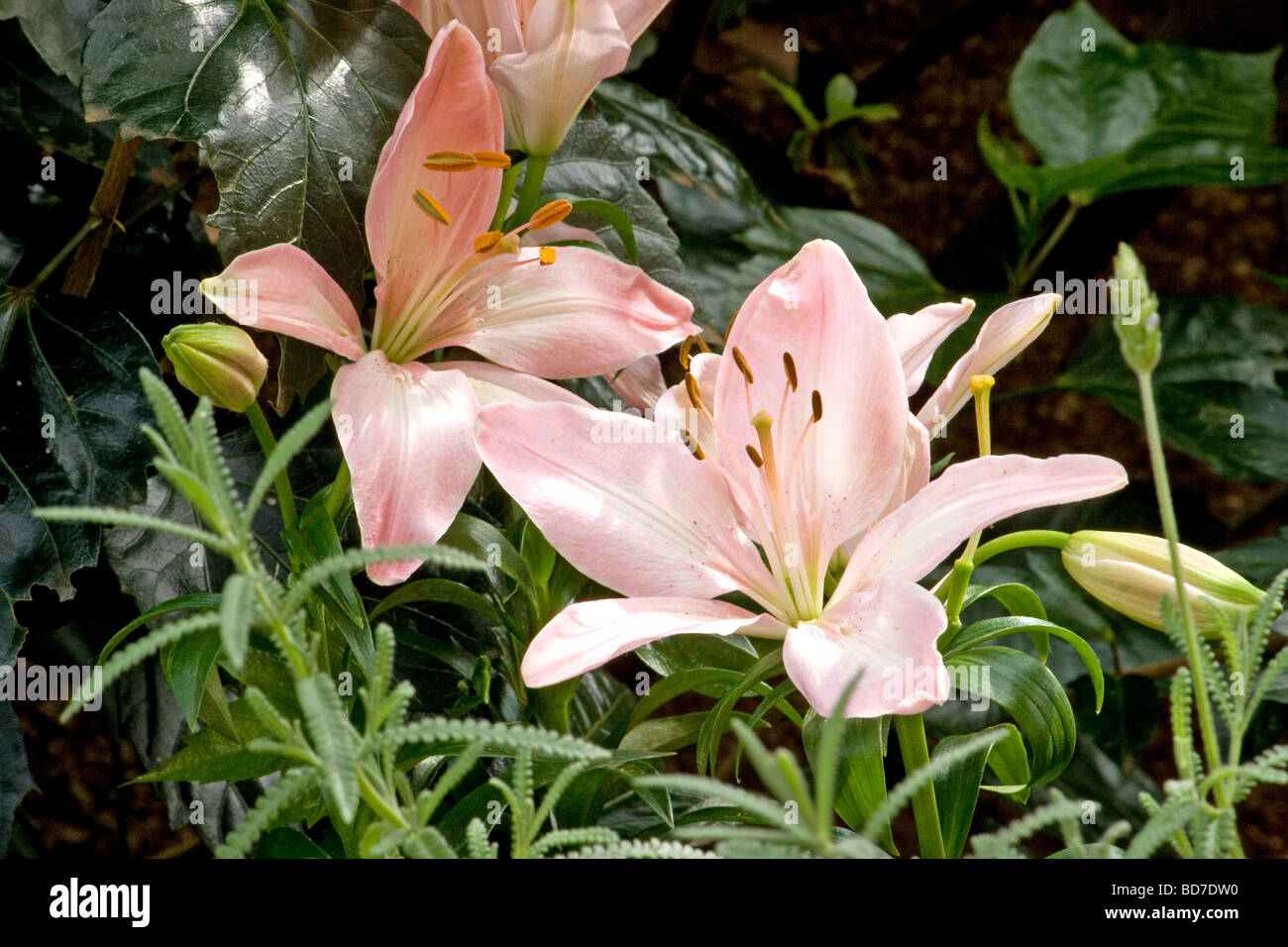 Pink lily plant in bloom Stock Photo - Alamy