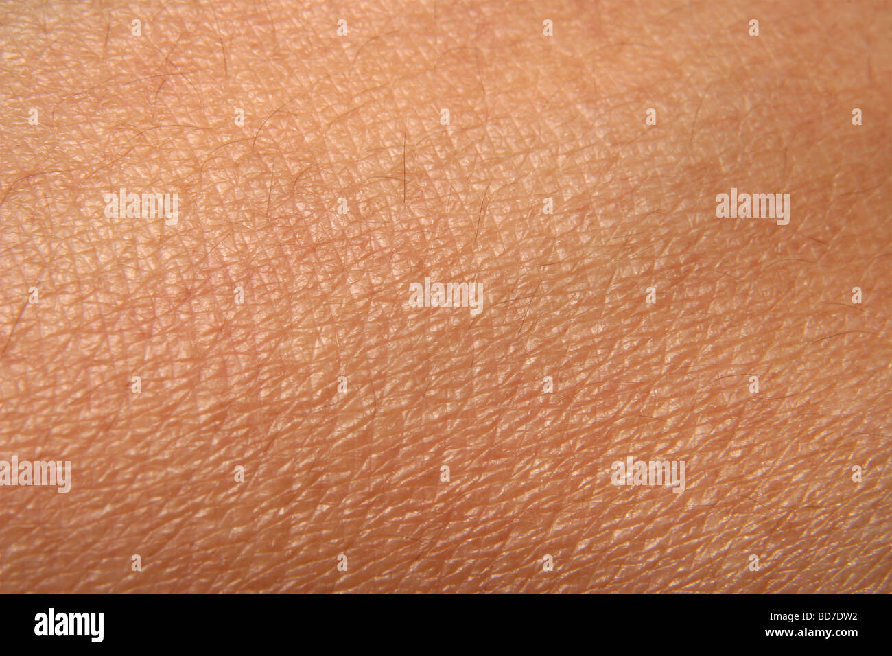 Human skin anatomy hi-res stock photography and images - Alamy