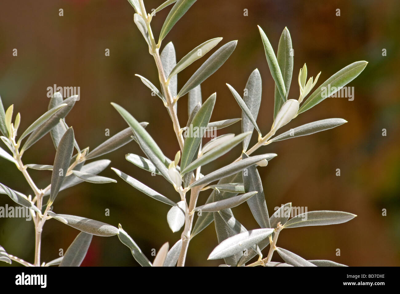 Close-up of olive leaves on a branch against dark background Stock ...