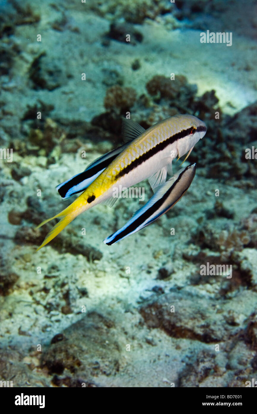 Red Sea Goatfish High Resolution Stock Photography and Images - Alamy