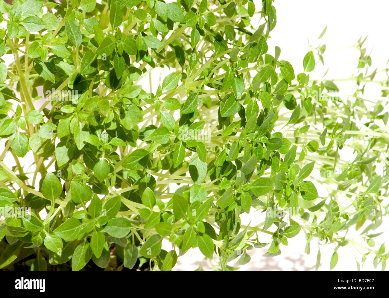 Close-up of Fino Verde Basil plant on white Stock Photo - Alamy
