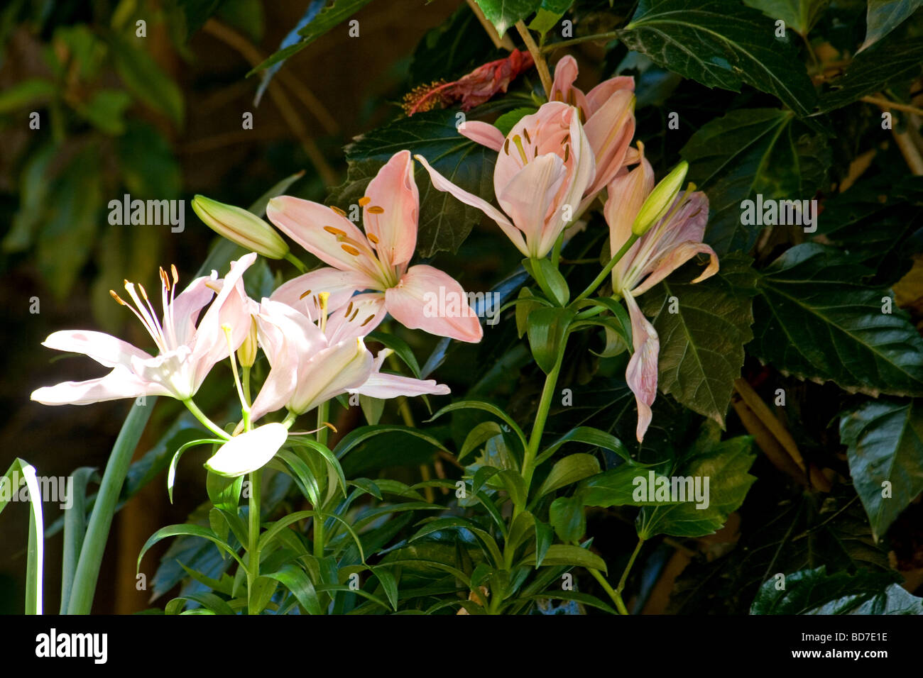 Pink lily plant in bloom Stock Photo - Alamy