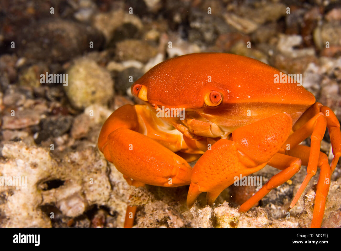 Round crab (Carpilius convexus) walking the sea bottom Stock Photo ...