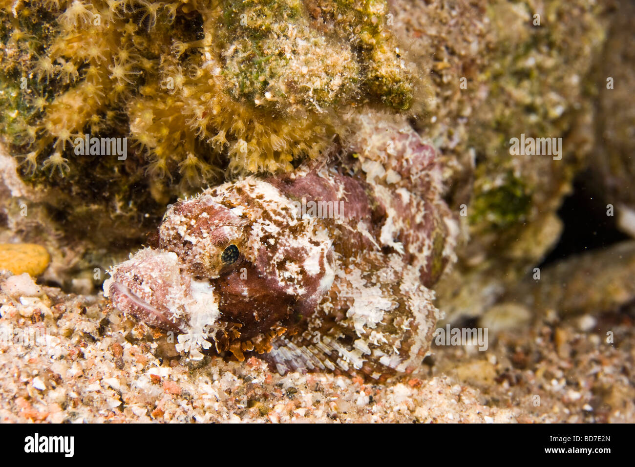 Baby Stonefish