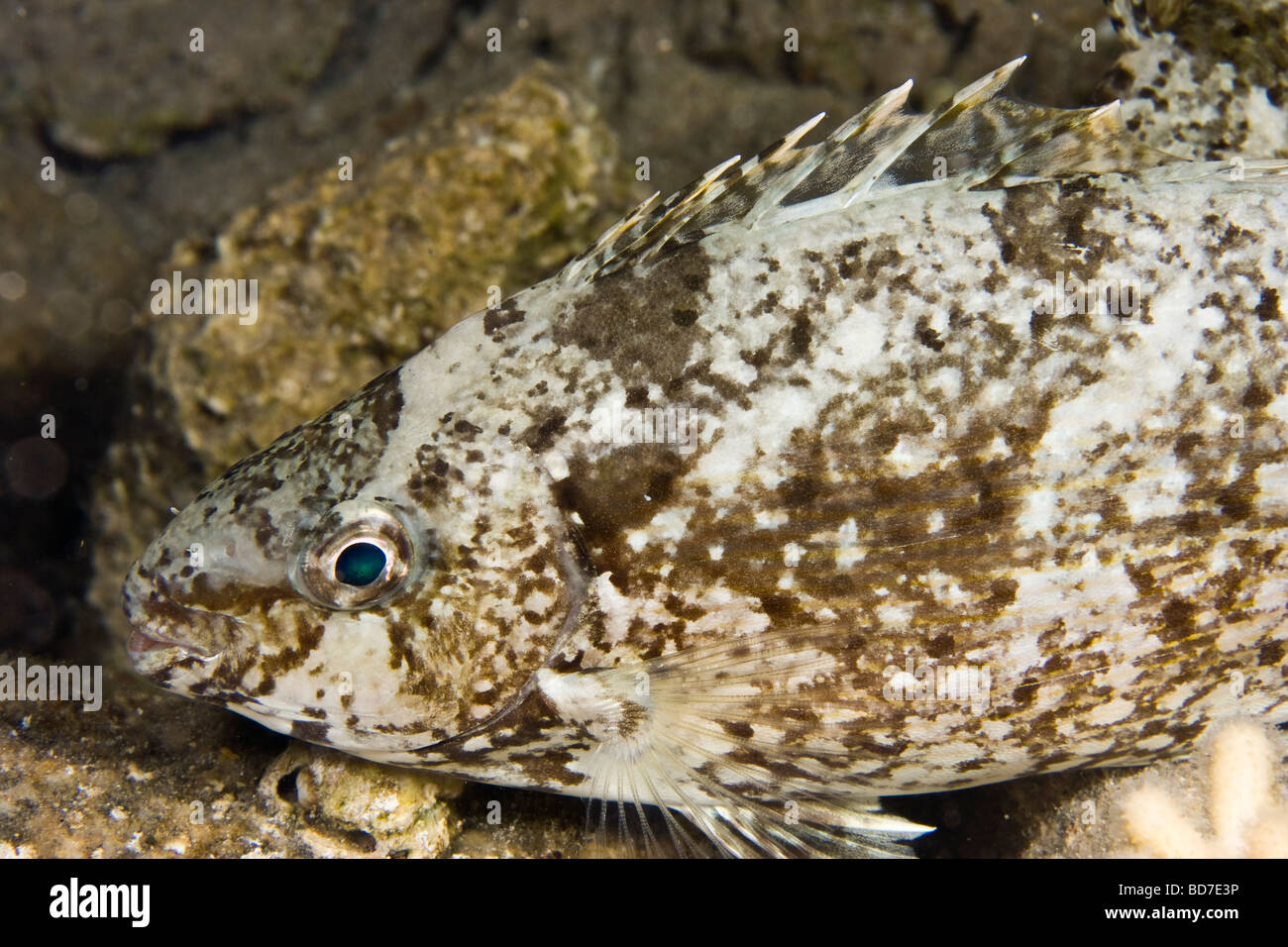 Dusky spinefoot (Siganus Luridus Stock Photo - Alamy