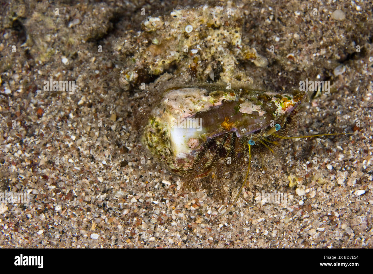 Another hairy crab (Bristled hermit crab a.k.a. Dardanus lagopodes ...