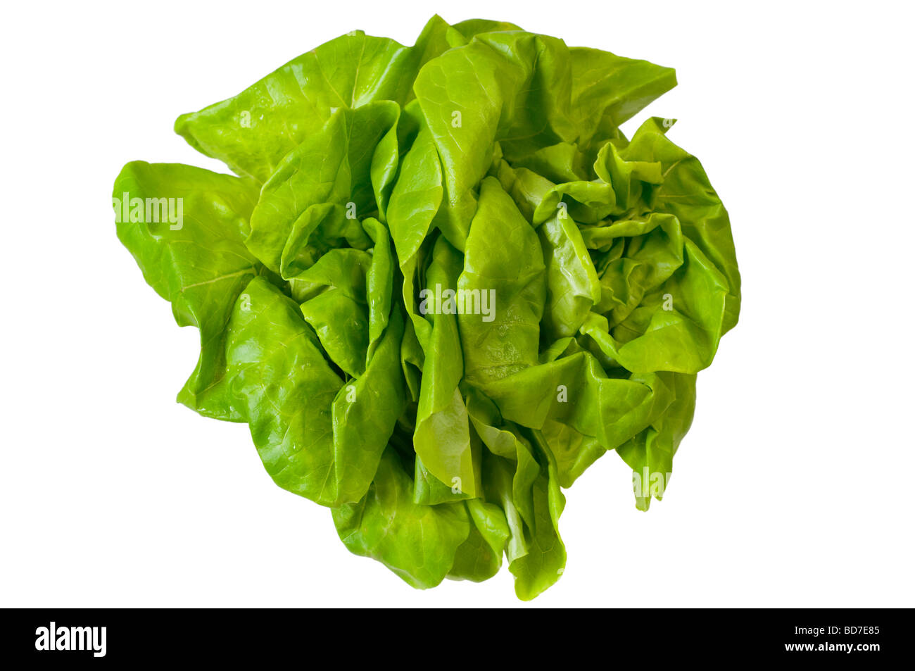 head of lettuce Stock Photo - Alamy