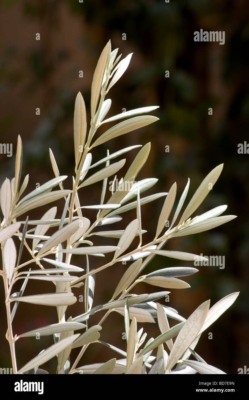 Close-up of olive leaves on a branch against dark background Stock ...