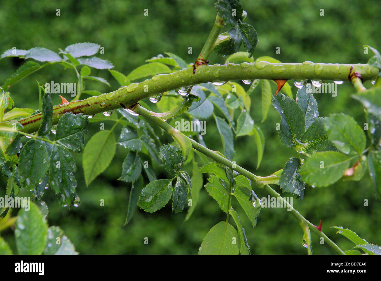 Rose thorn hi-res stock photography and images - Alamy