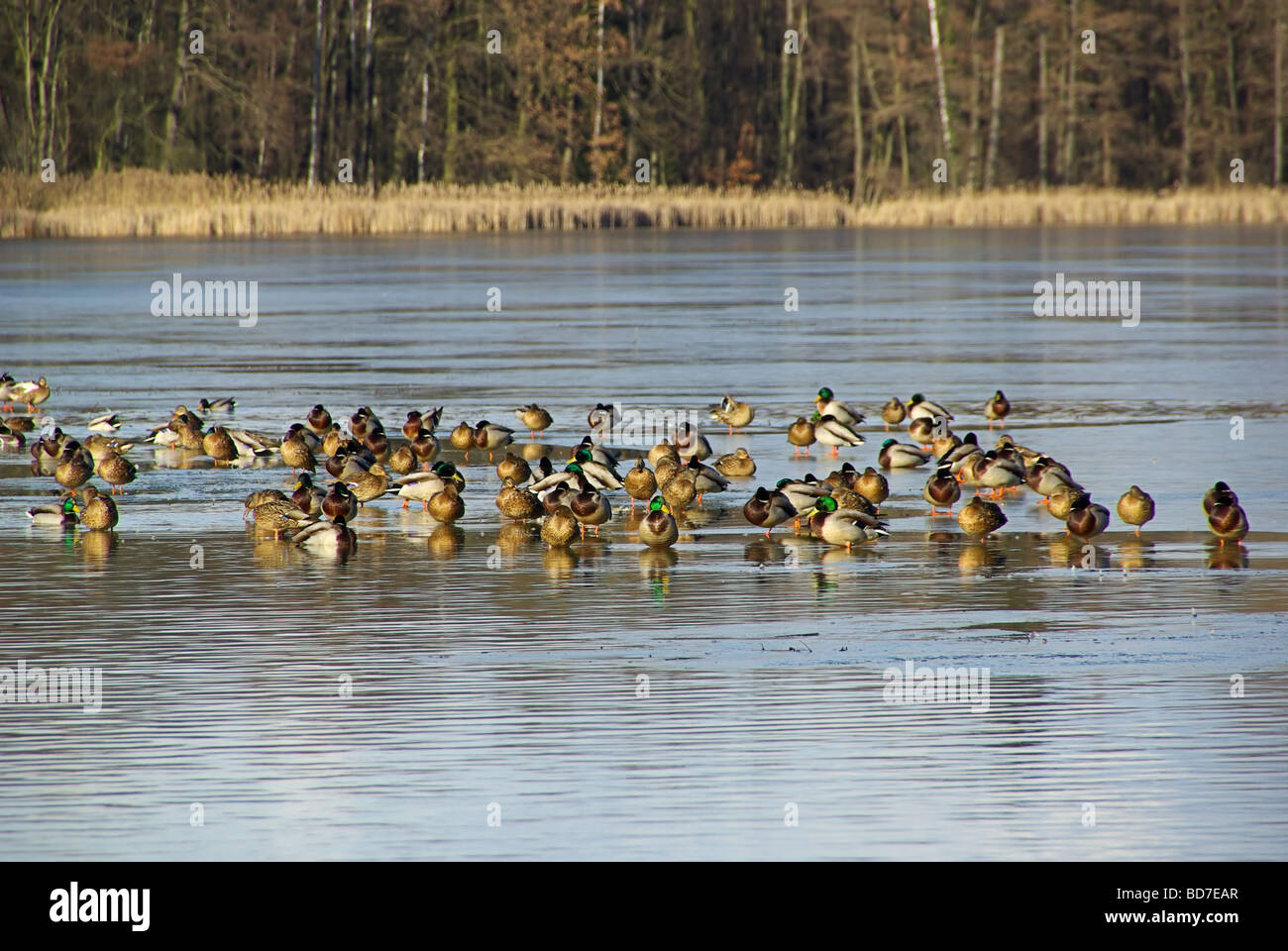 Ente duck hi-res stock photography and images - Alamy