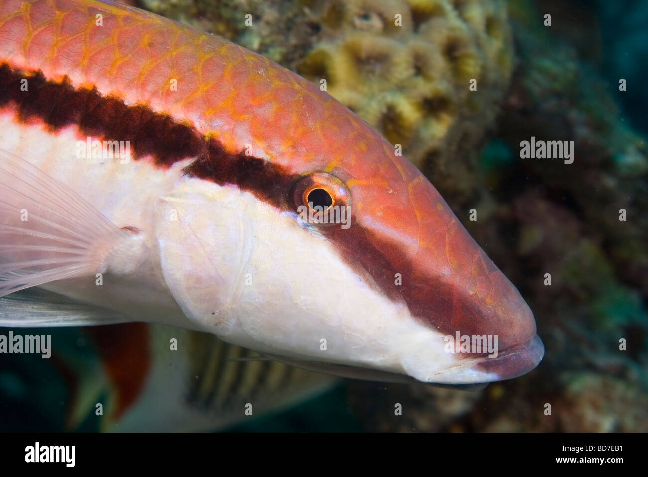 Red sea goatfish parupeneus forsskali hi-res stock photography and ...