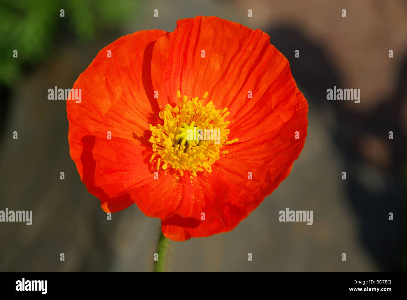 Mohnblume detail hi-res stock photography and images - Alamy