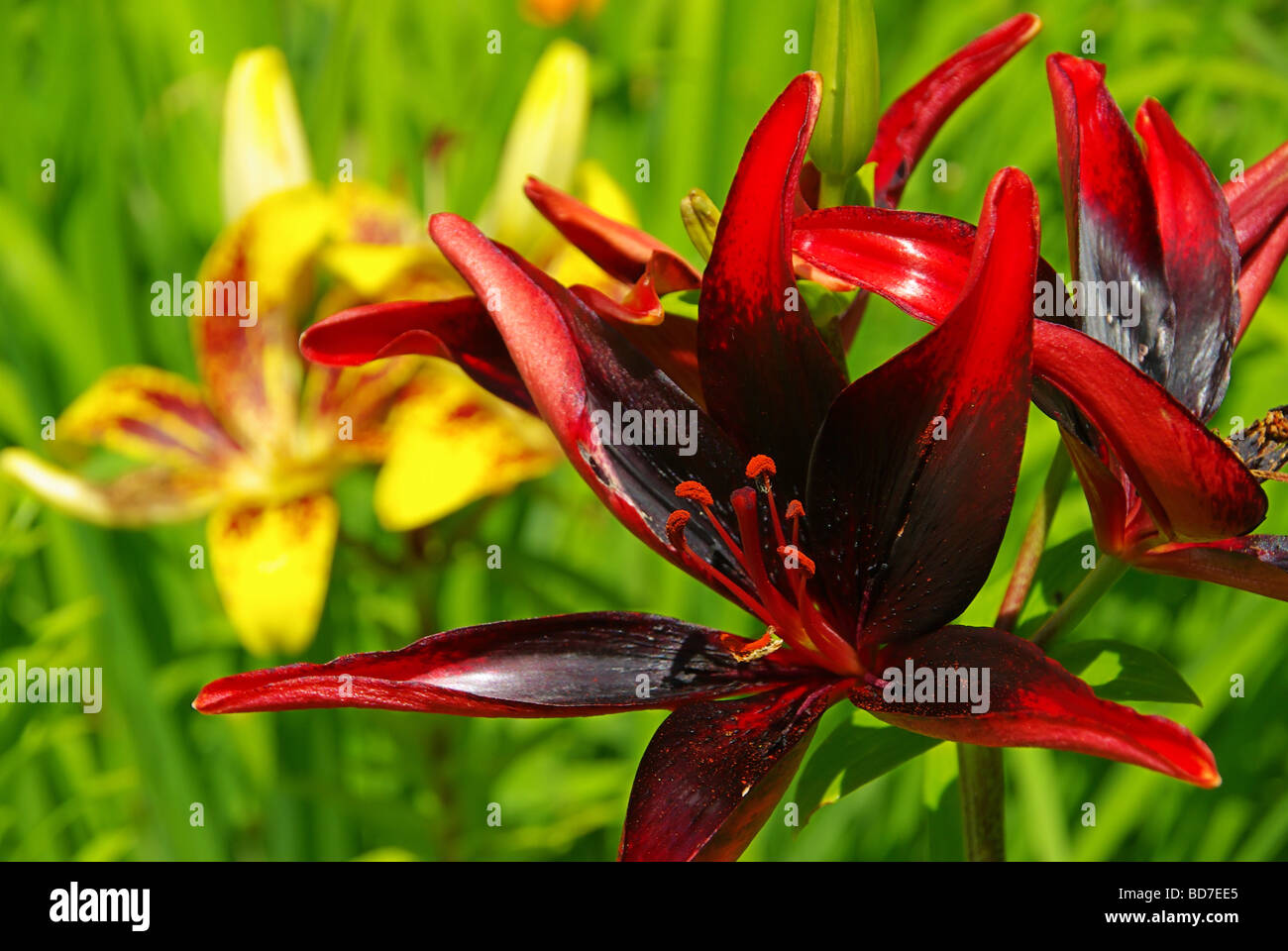 11 lily hi-res stock photography and images - Alamy