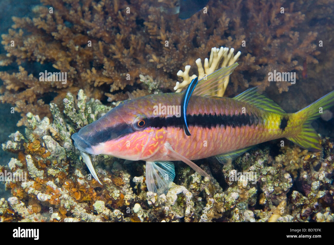 Red sea goatfish hi-res stock photography and images - Alamy