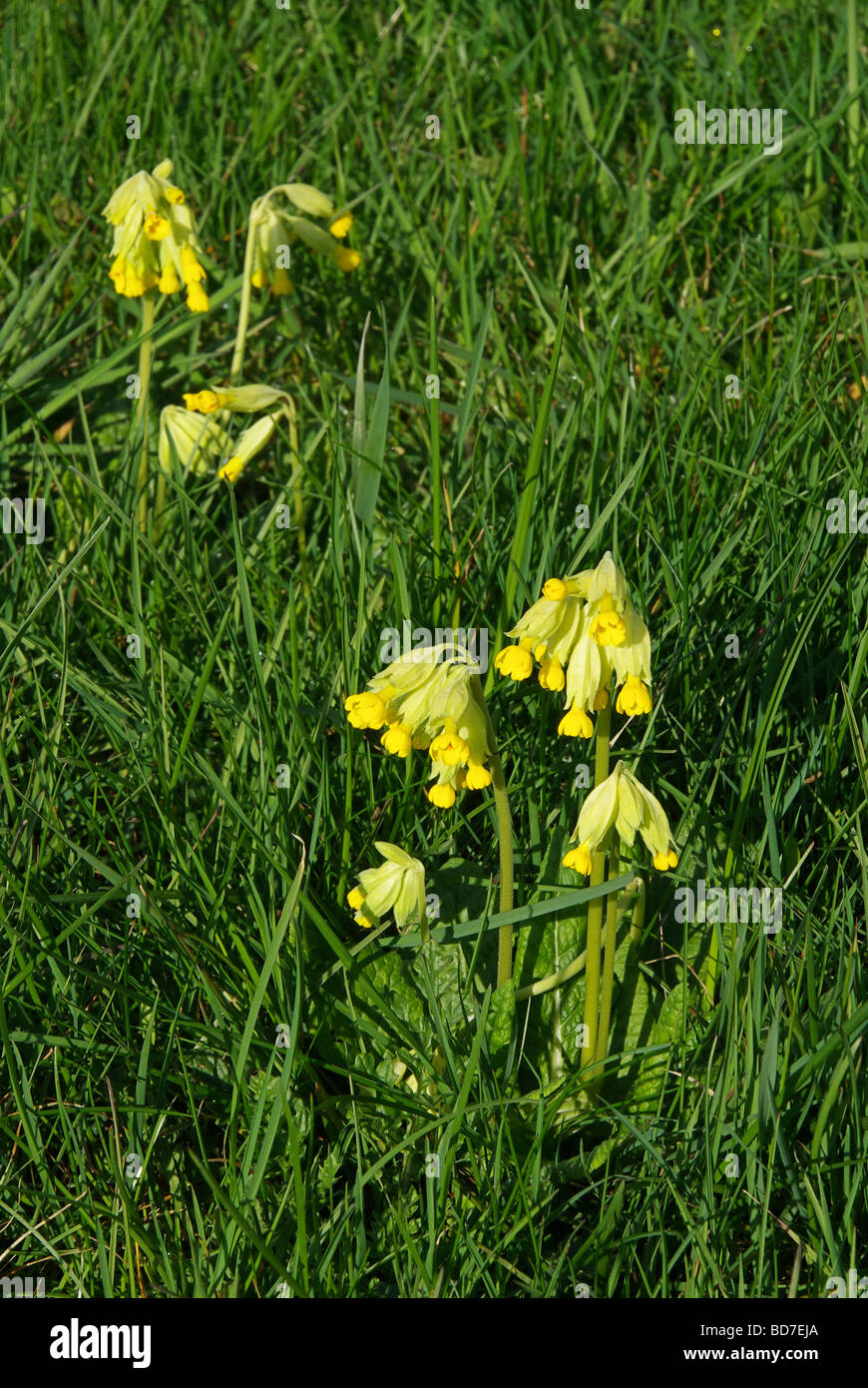 Cowslip hi-res stock photography and images - Alamy