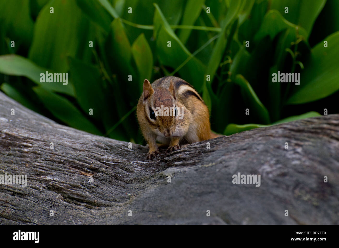Cheek pouch hi-res stock photography and images - Alamy