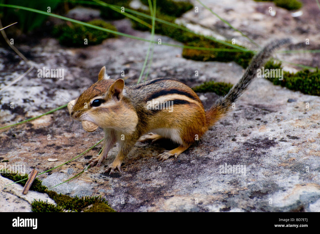 An Eastern Chipmunk with cheek pouches stuffed Stock Photo - Alamy
