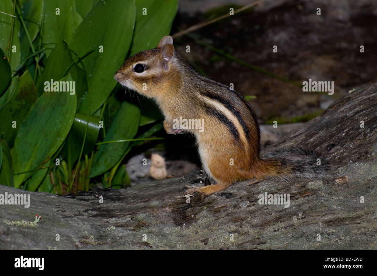 An Eastern Chipmunk standing Stock Photo - Alamy