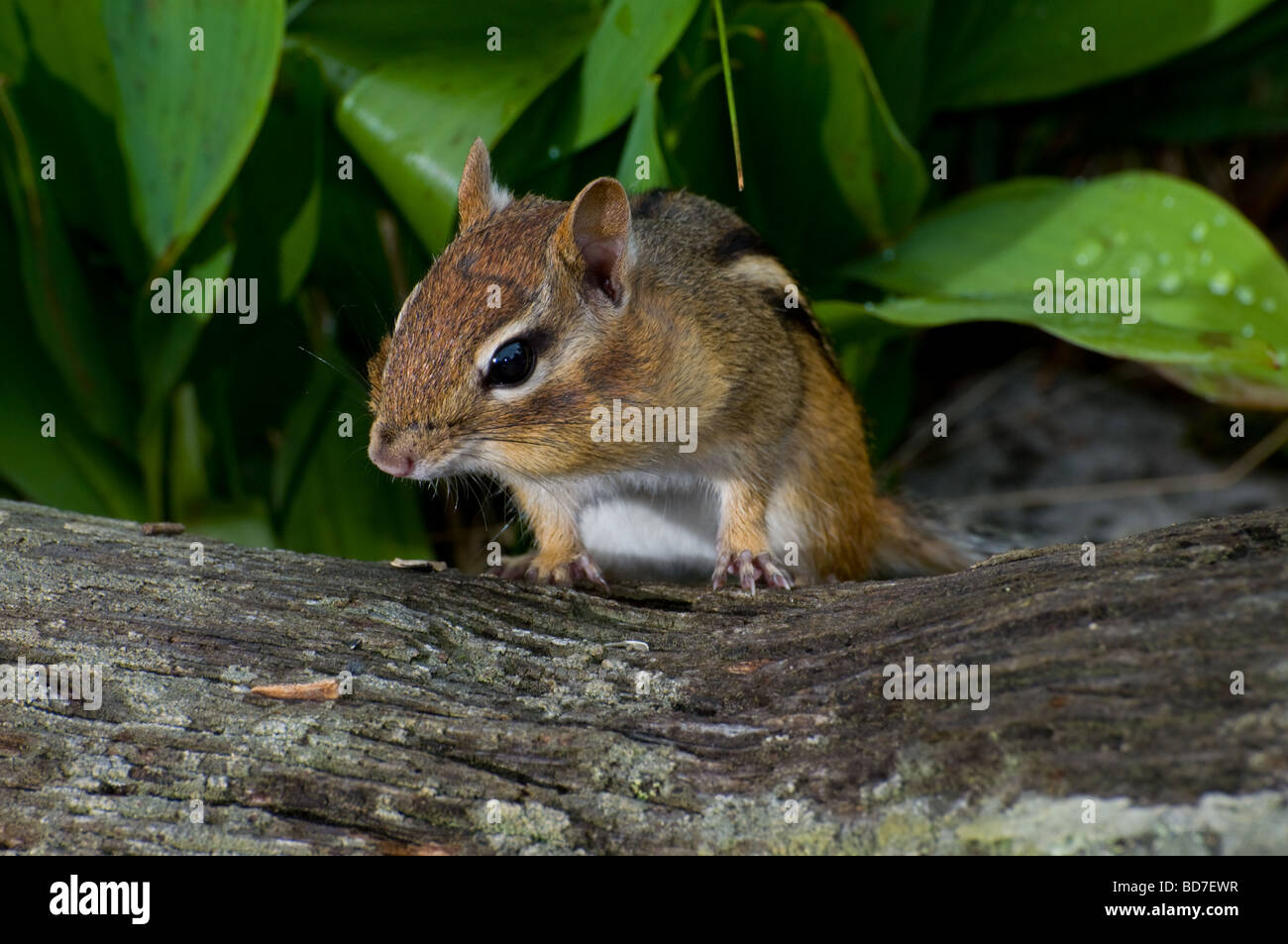 An Eastern Chipmunk staring Stock Photo - Alamy