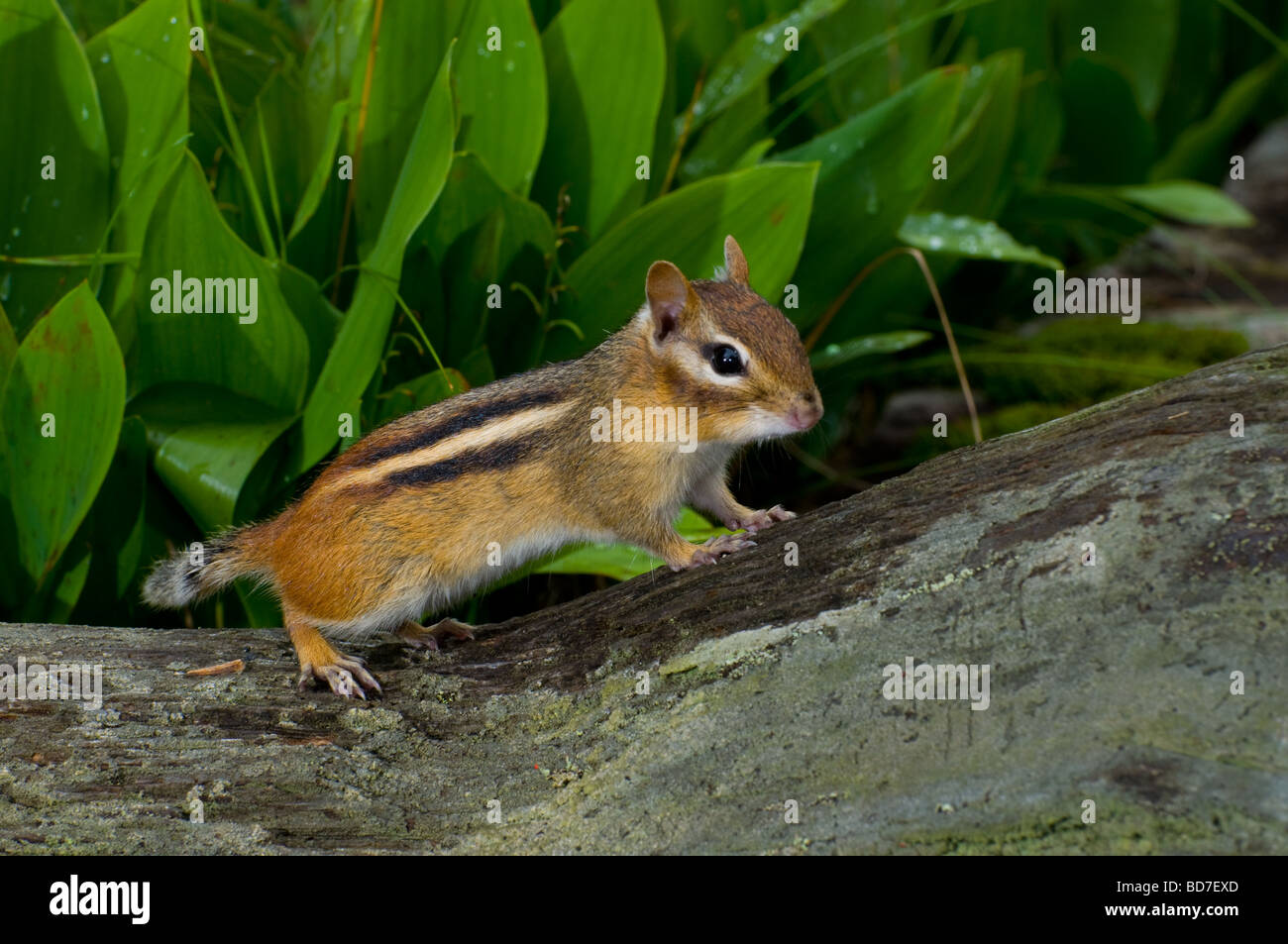 An Eastern Chipmunk Stock Photo - Alamy