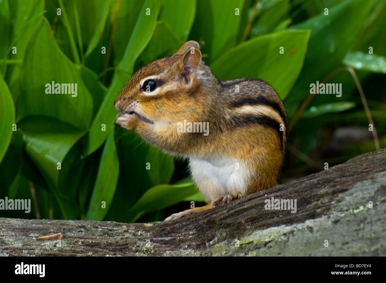 An Eastern Chipmunk Stock Photo - Alamy