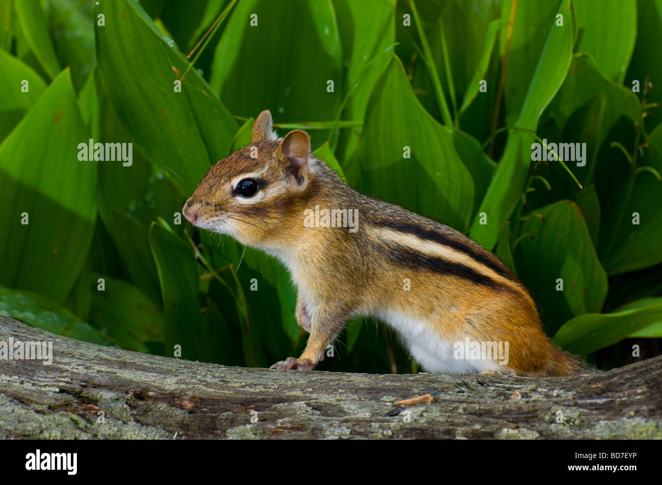 An Eastern Chipmunk Stock Photo - Alamy