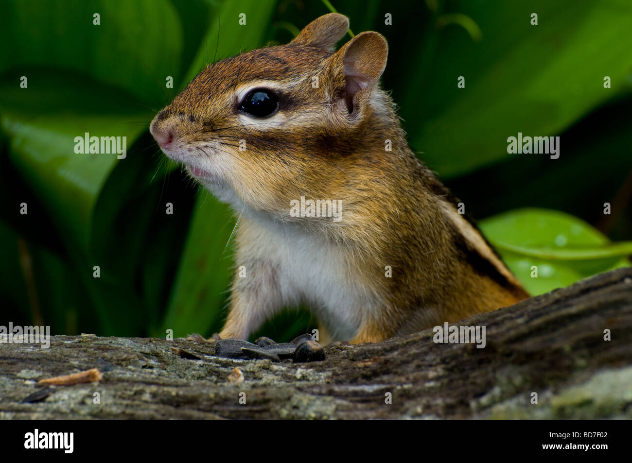 An Eastern Chipmunk Stock Photo - Alamy