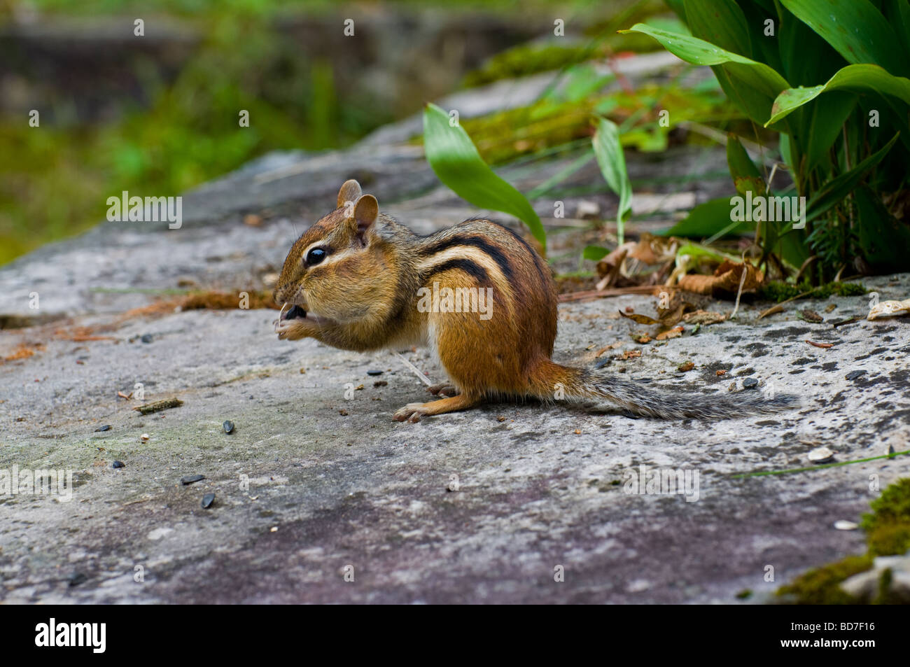 An Eastern Chipmunk Stock Photo - Alamy