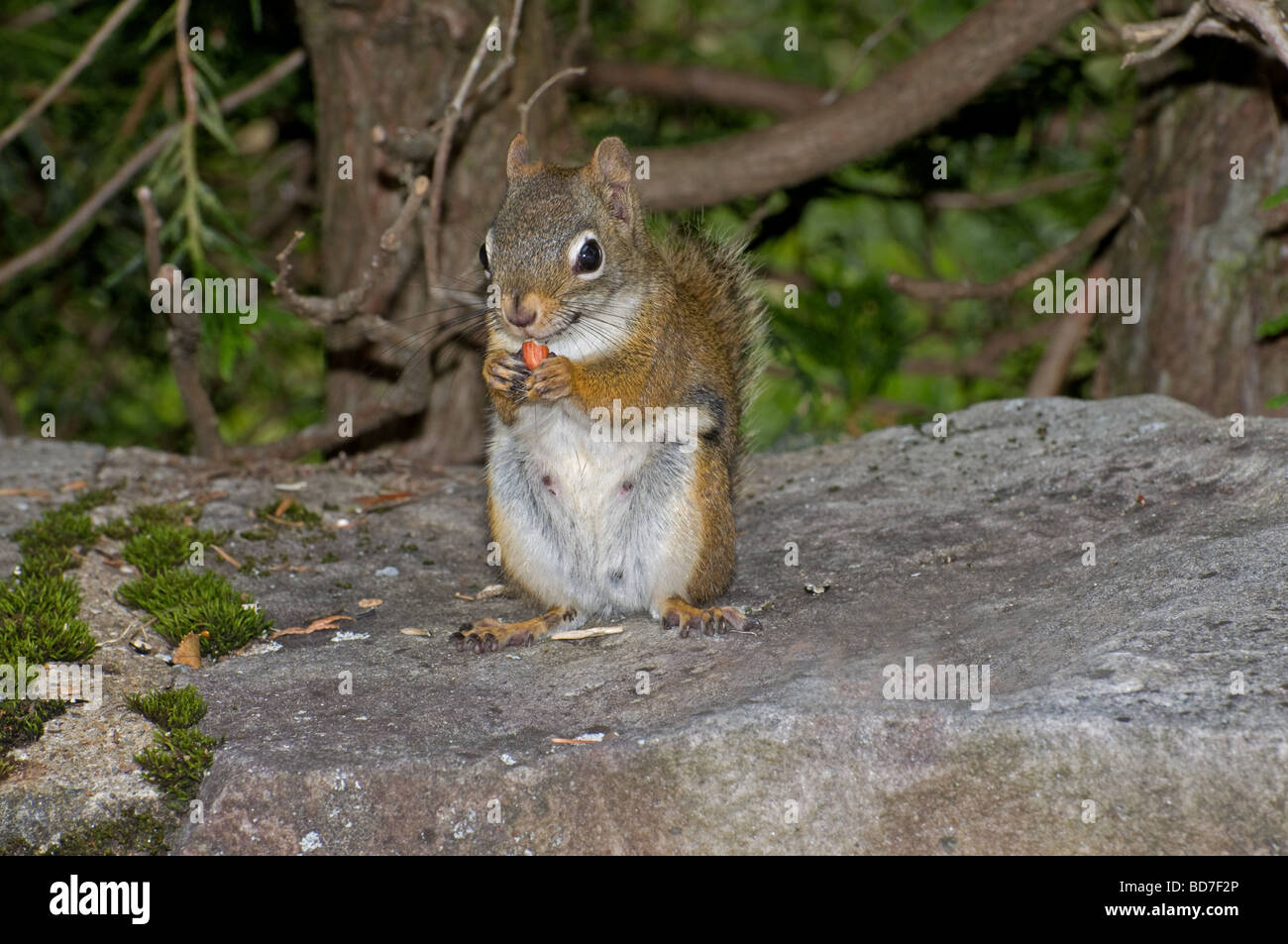 An American Red Squirrel eating Stock Photo - Alamy