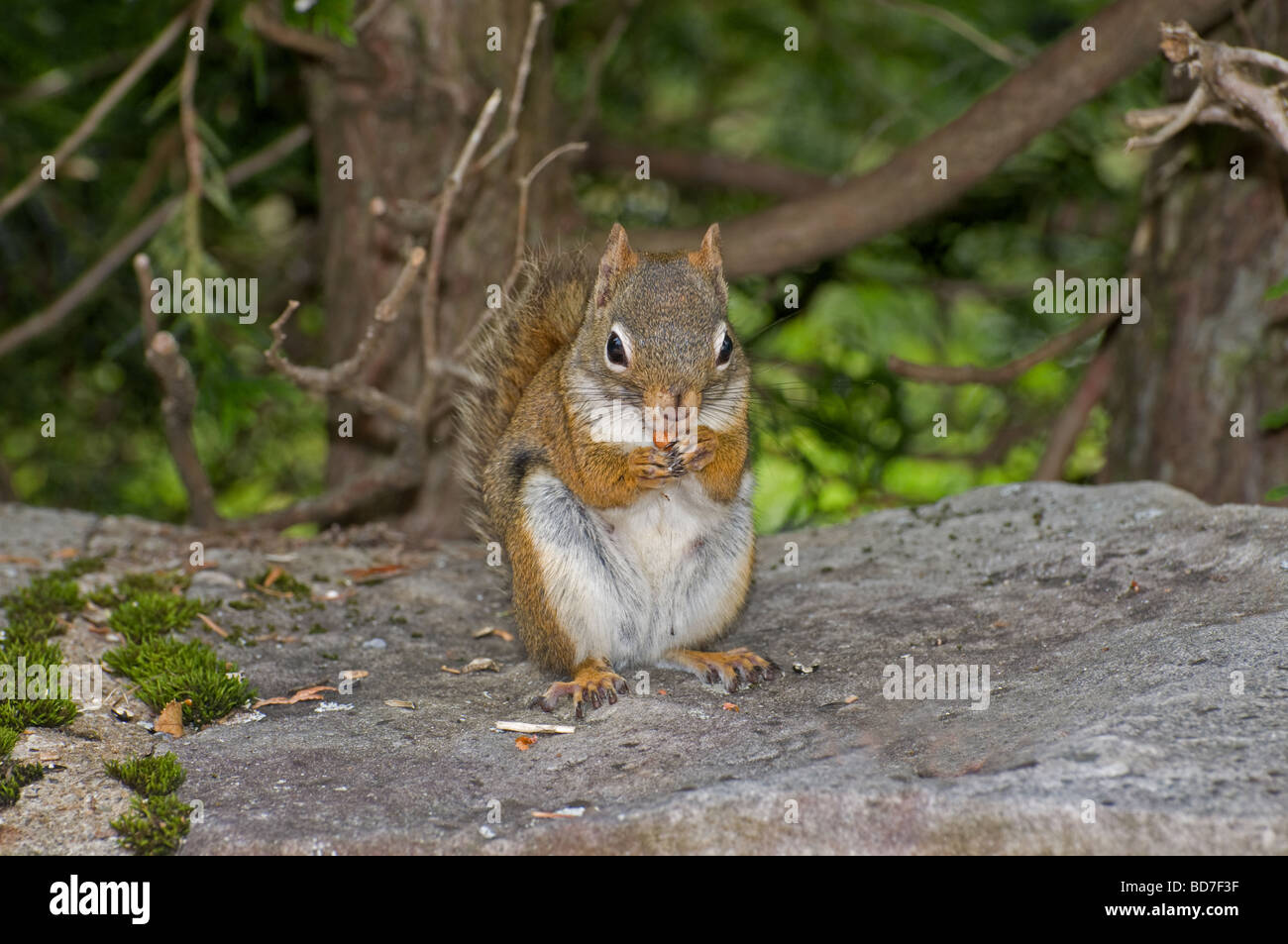 An American Red Squirrel eating Stock Photo - Alamy