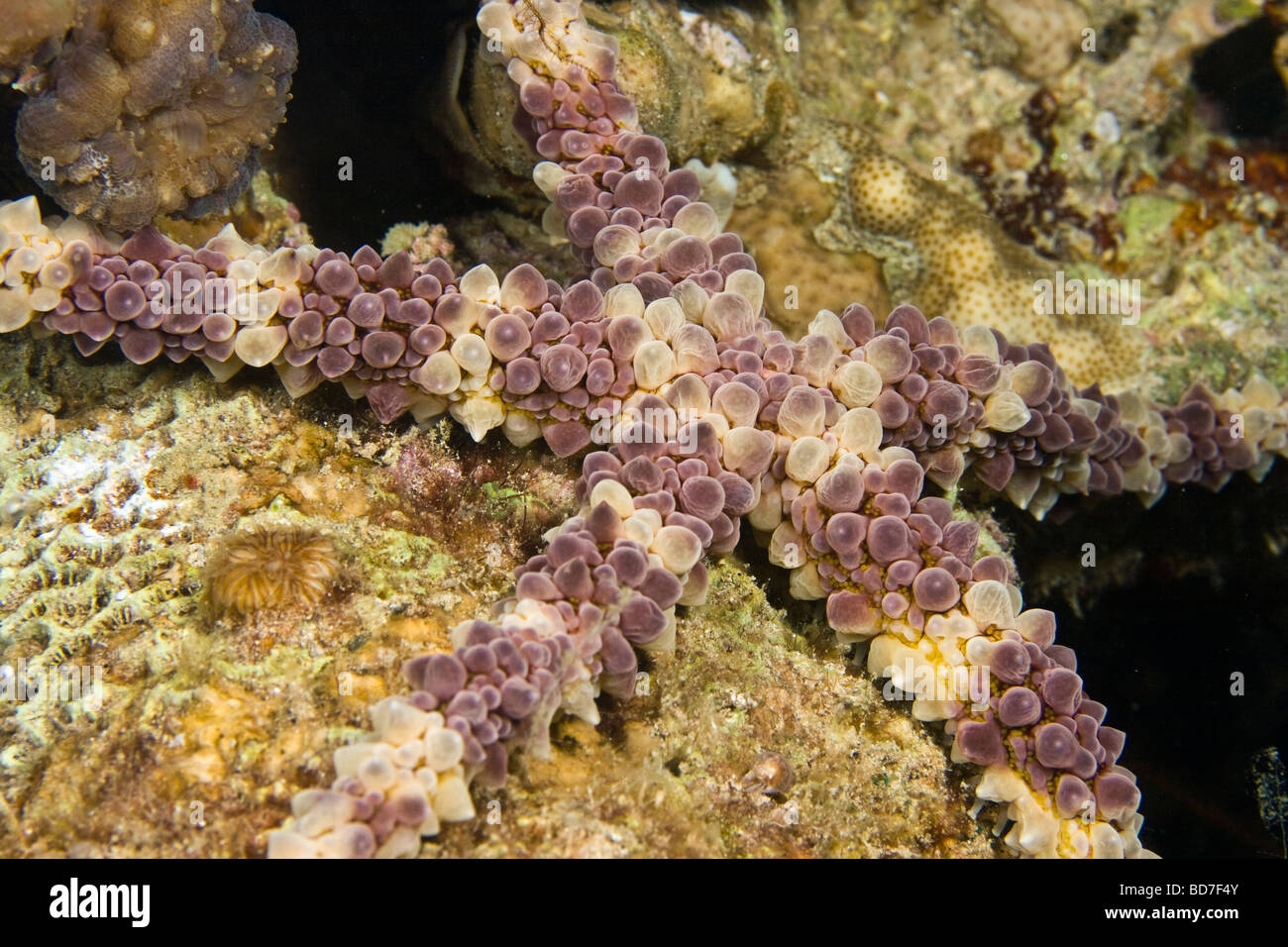 Echinasteridae hi-res stock photography and images - Alamy