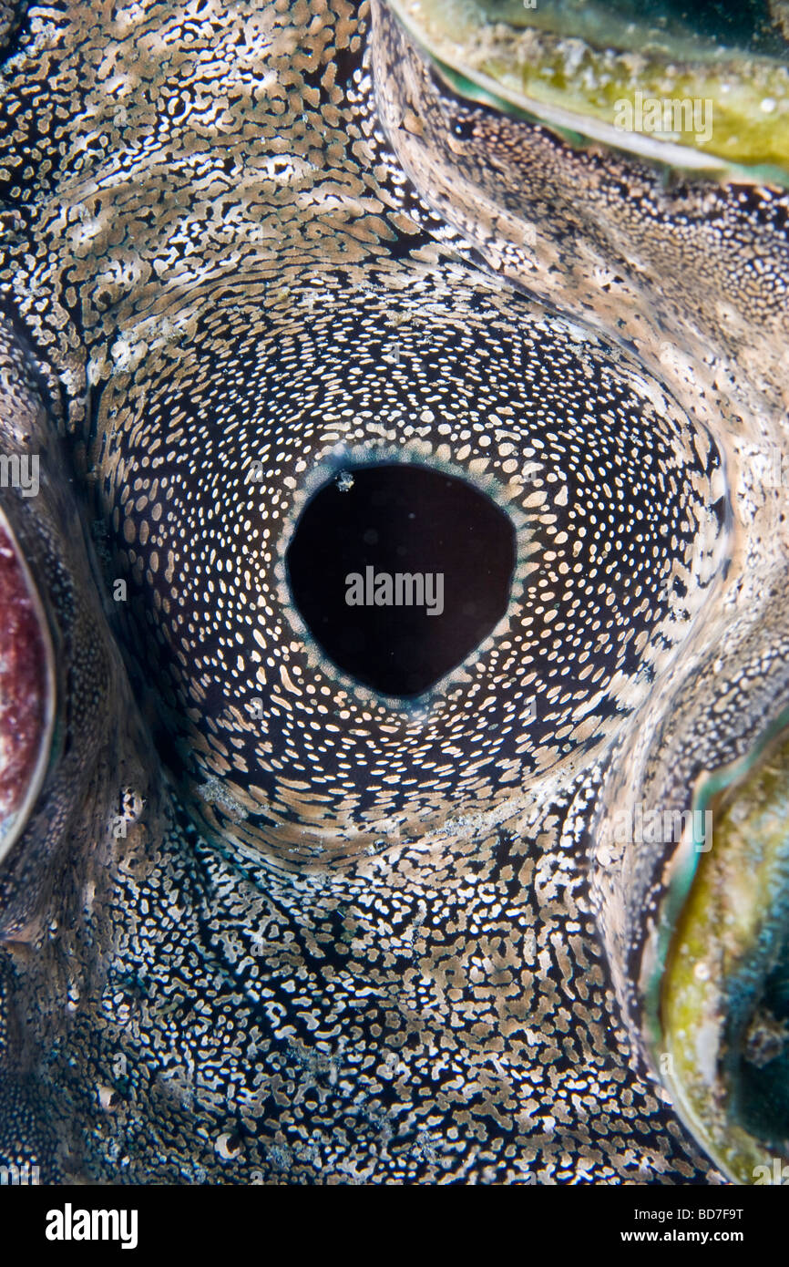 Giant Clam (Tridacna gigas Stock Photo - Alamy