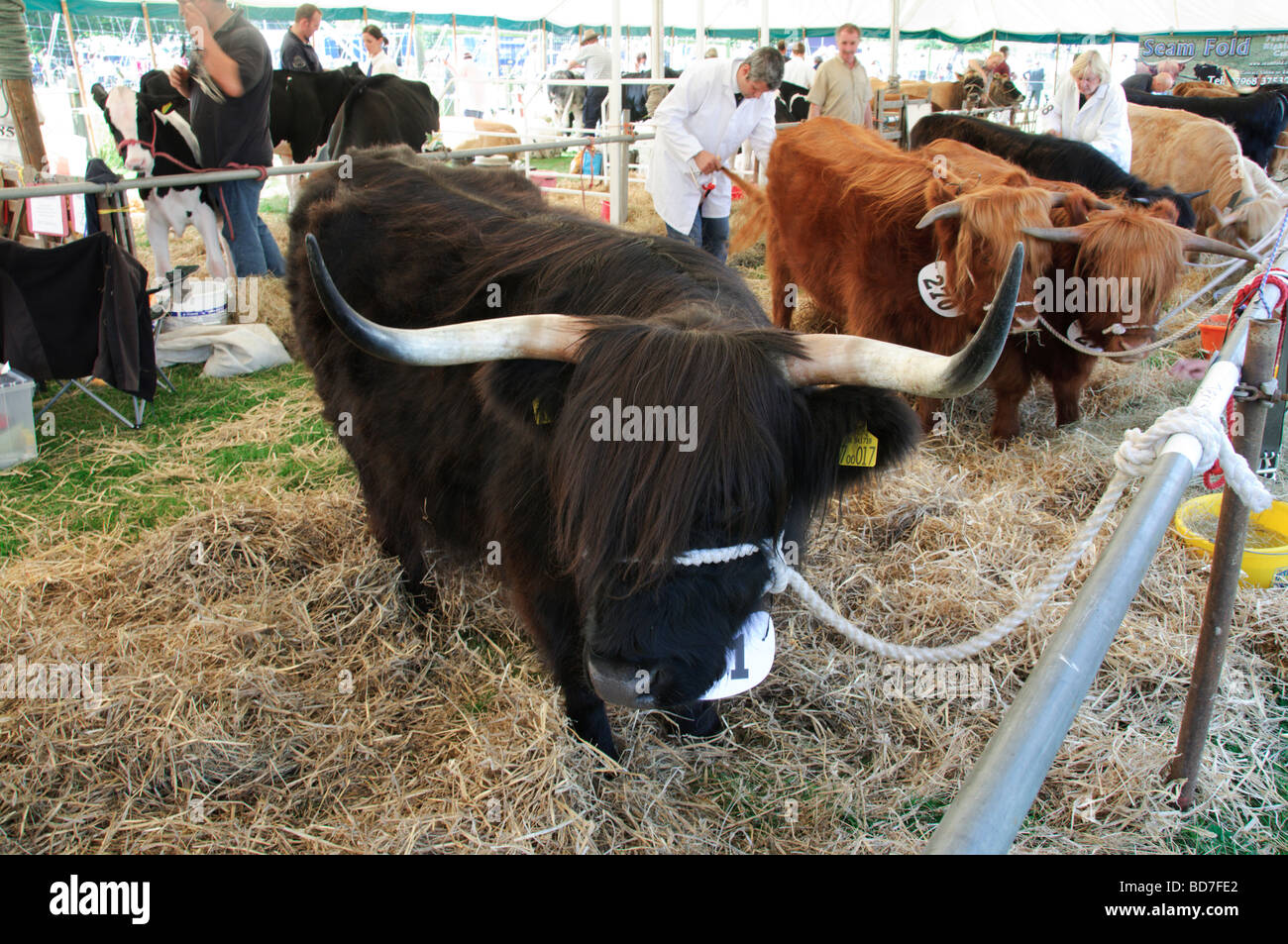 Different scenes on the Ripley Annual Show at Ripley, North Yorkshire ...