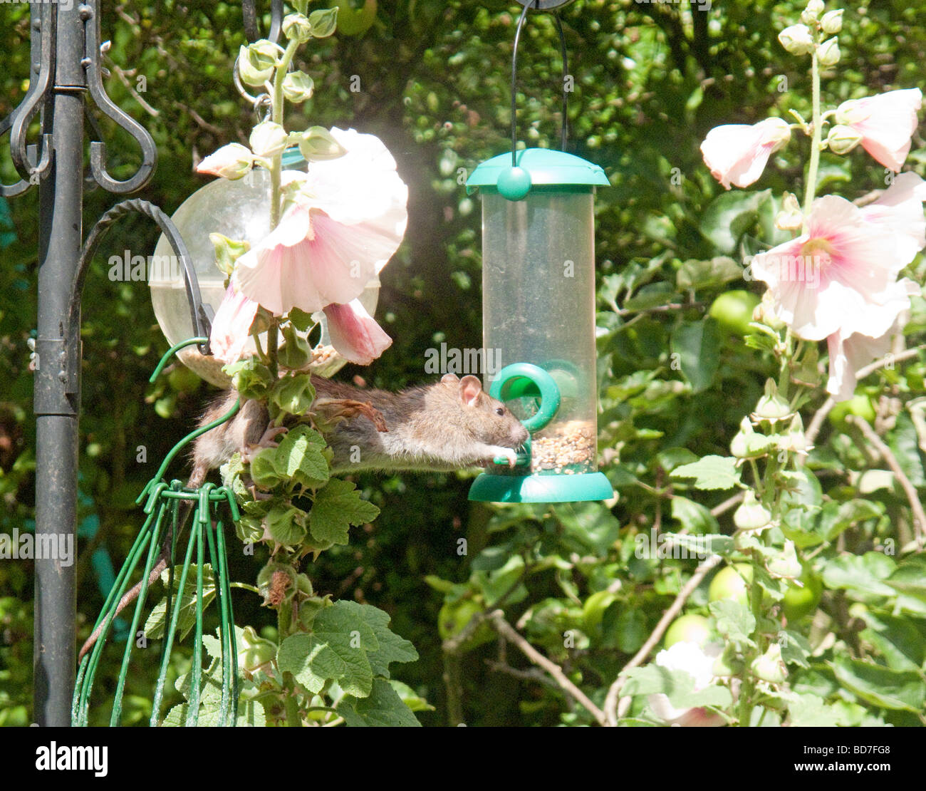 Rat at bird feeder hi-res stock photography and images - Alamy