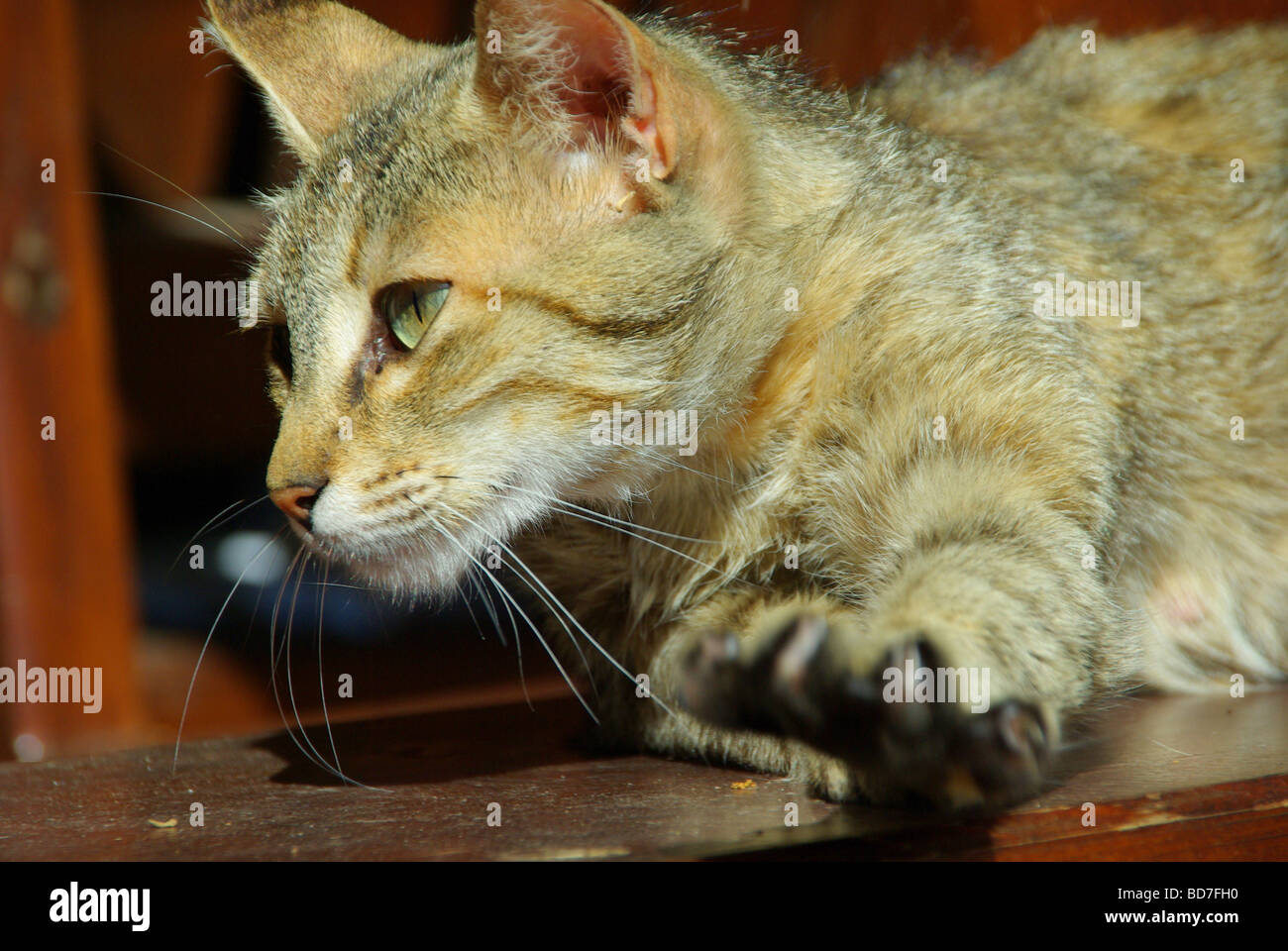 Katze cat 13 Stock Photo - Alamy
