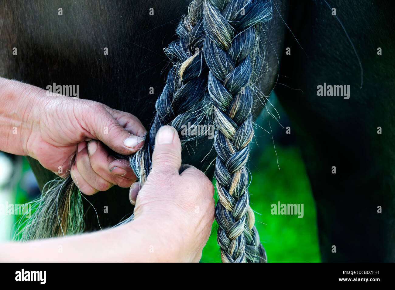 Different scenes on the Ripley Annual Show at Ripley, North Yorkshire ...