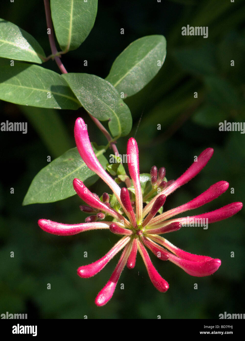 Closeup of Lonicera periclymenum Common Honeysuckle European ...