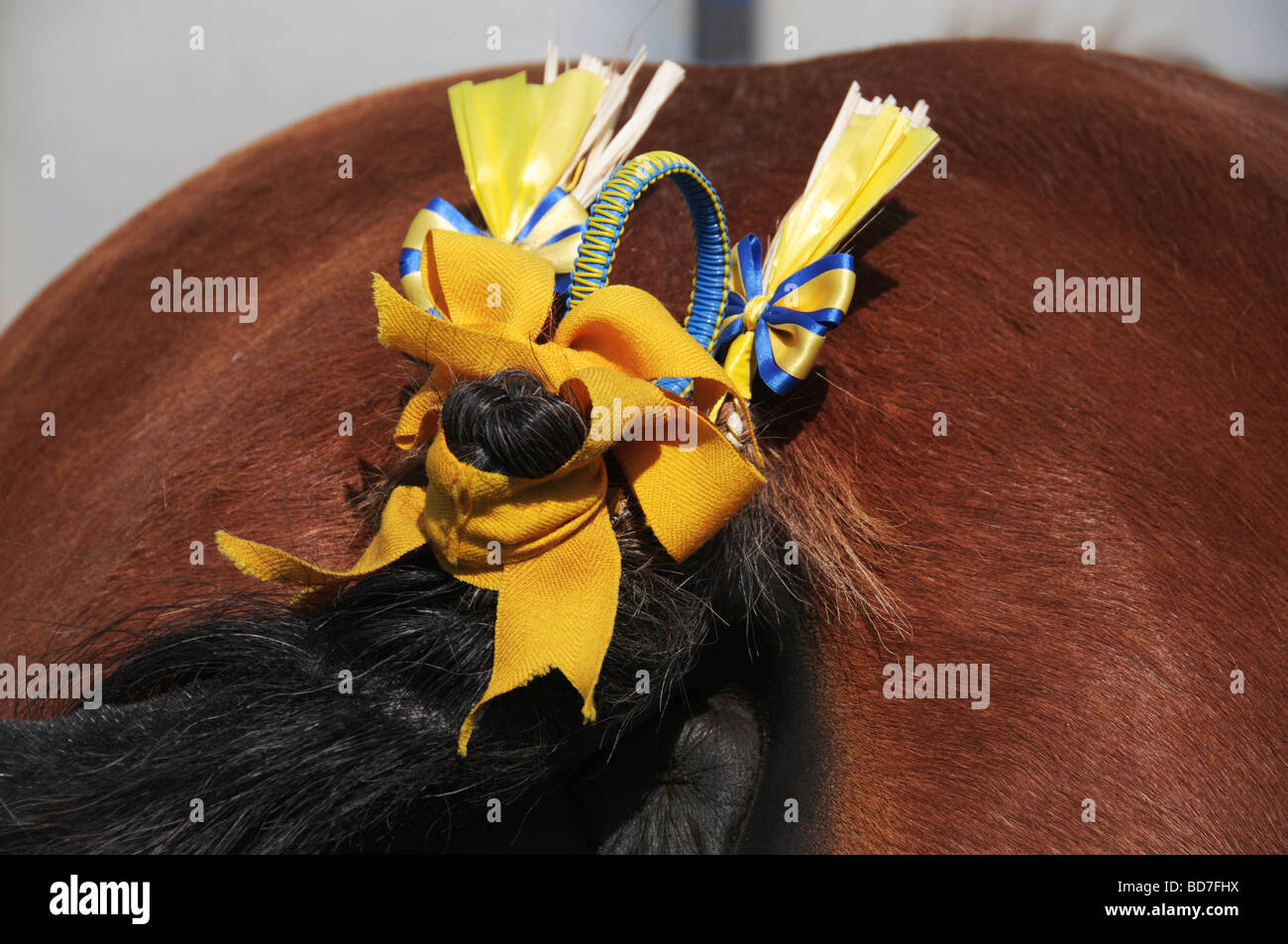 Different scenes on the Ripley Annual Show at Ripley, North Yorkshire ...