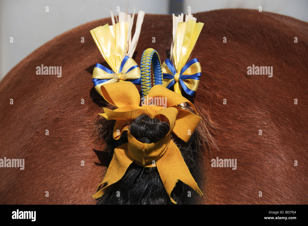 Different scenes on the Ripley Annual Show at Ripley, North Yorkshire ...