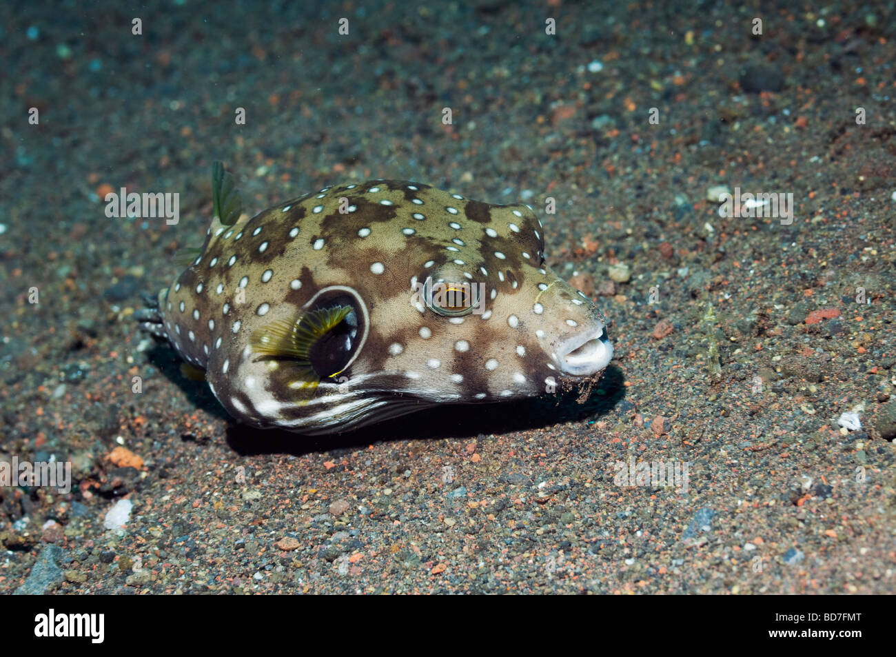 Whitespotted toadfish hi-res stock photography and images - Alamy