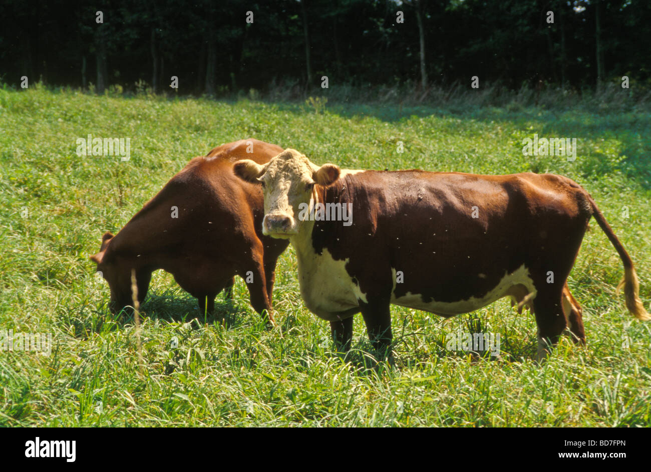 Cows in pennsylvania pasture hi-res stock photography and images - Alamy