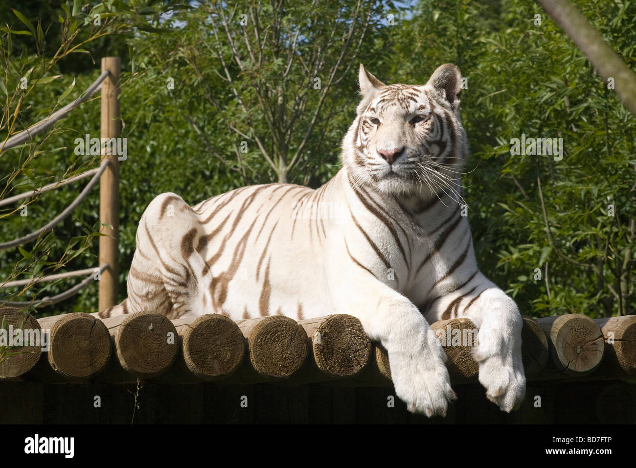 Narnia the white tiger sitting quietly, Paradise Wildlife Park, UK ...