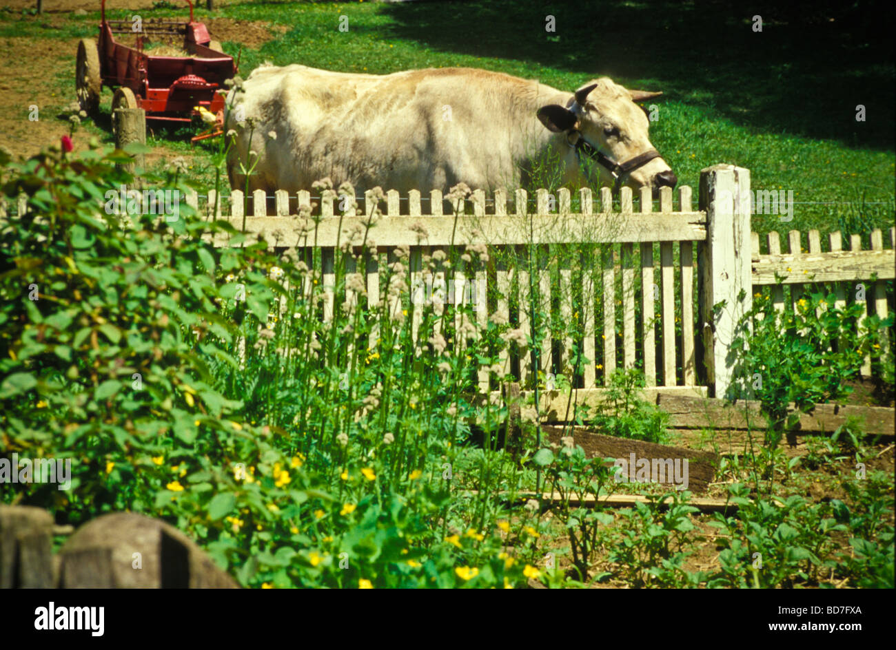 Large bull looks over garden fence Stock Photo - Alamy